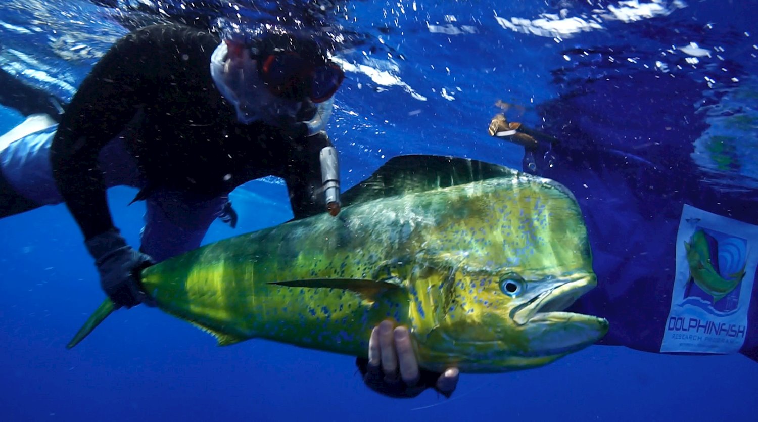 Grady-White | Dolphinfish Research Program